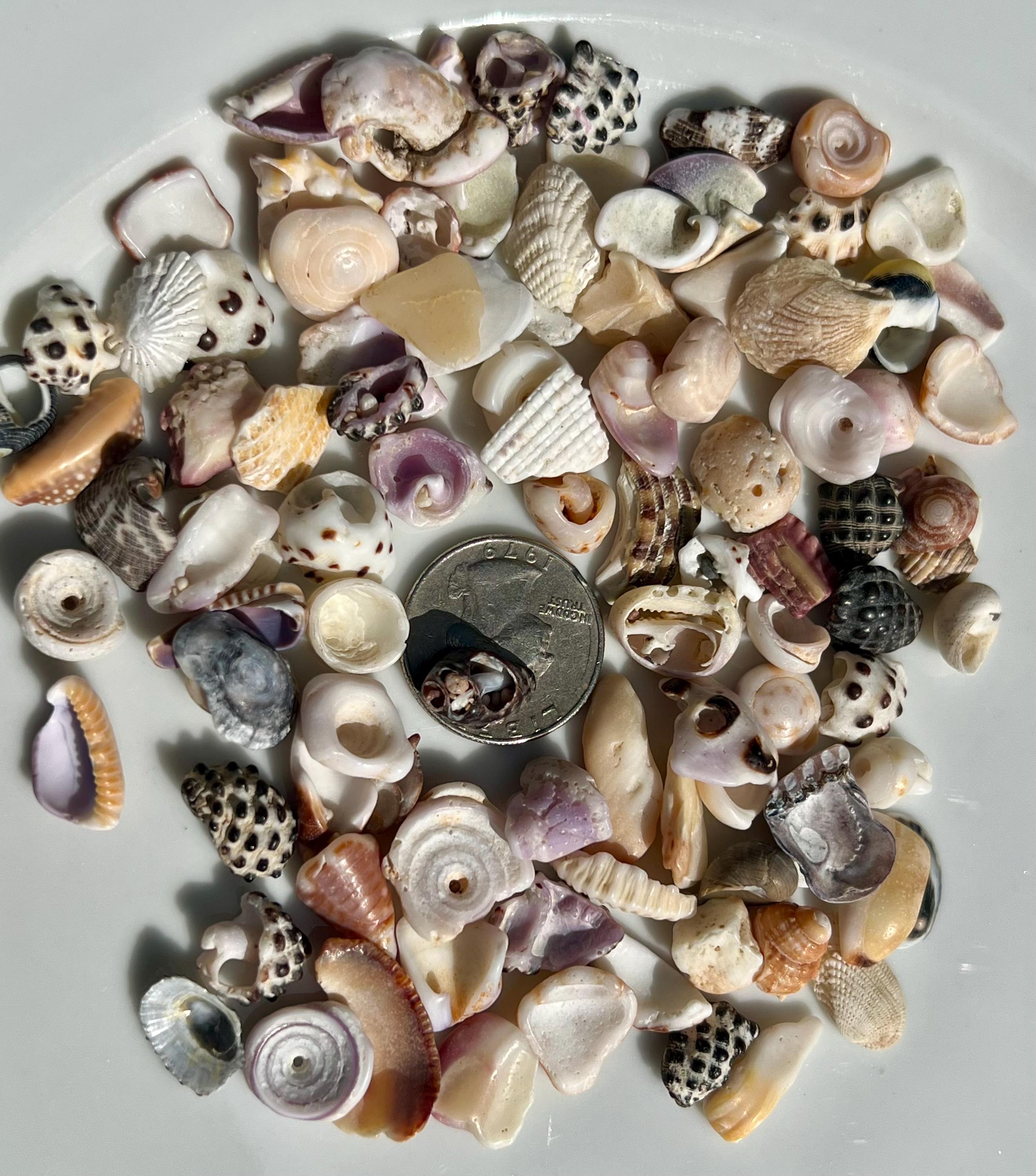 100 Small Sea Shell Pieces and Parts // Hand Picked in Hawaii // Unique ...