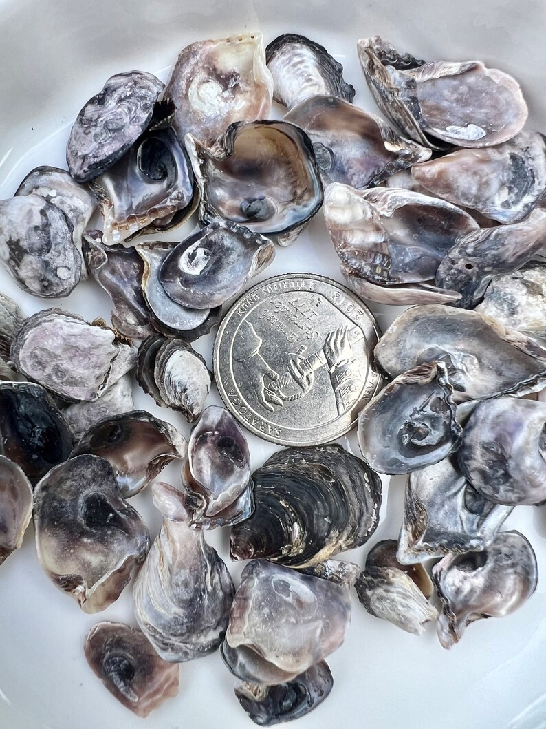 Bulk Mini Muscle Shells for Crafting, Mosaics, Jewelry Making, Beach ...
