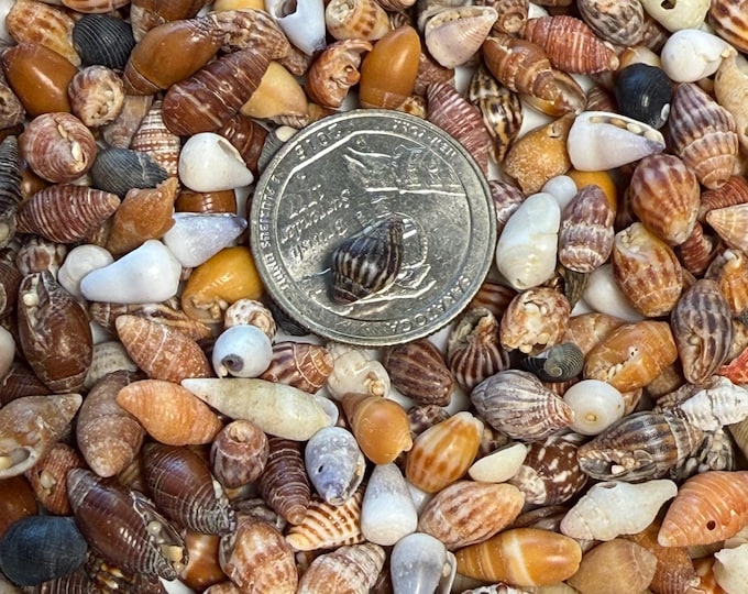 Mini Hawaiian Seashells (10-50pcs) • SIZE: Approx 1/4 Inch • Handpicked ...