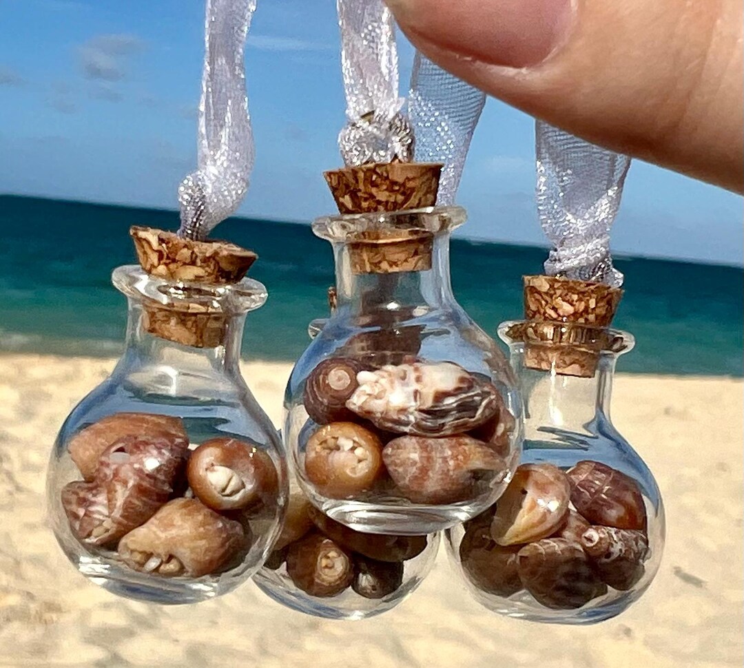 Hawaiian Miter Seashell Charms Set of 3 Beachy Decor, Ornaments ...