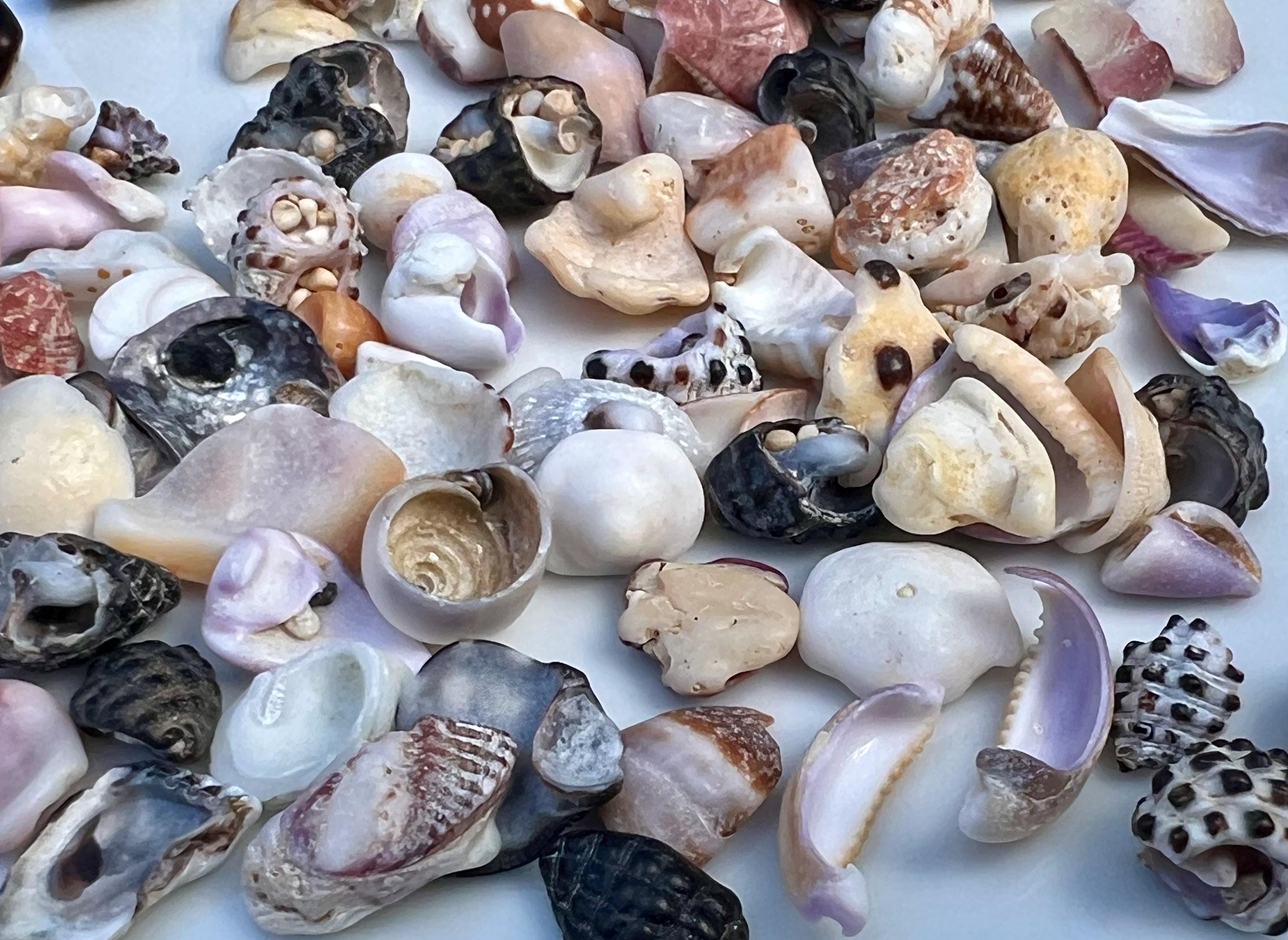 100 Small Sea Shell Pieces and Parts // Hand Picked in Hawaii // Unique ...