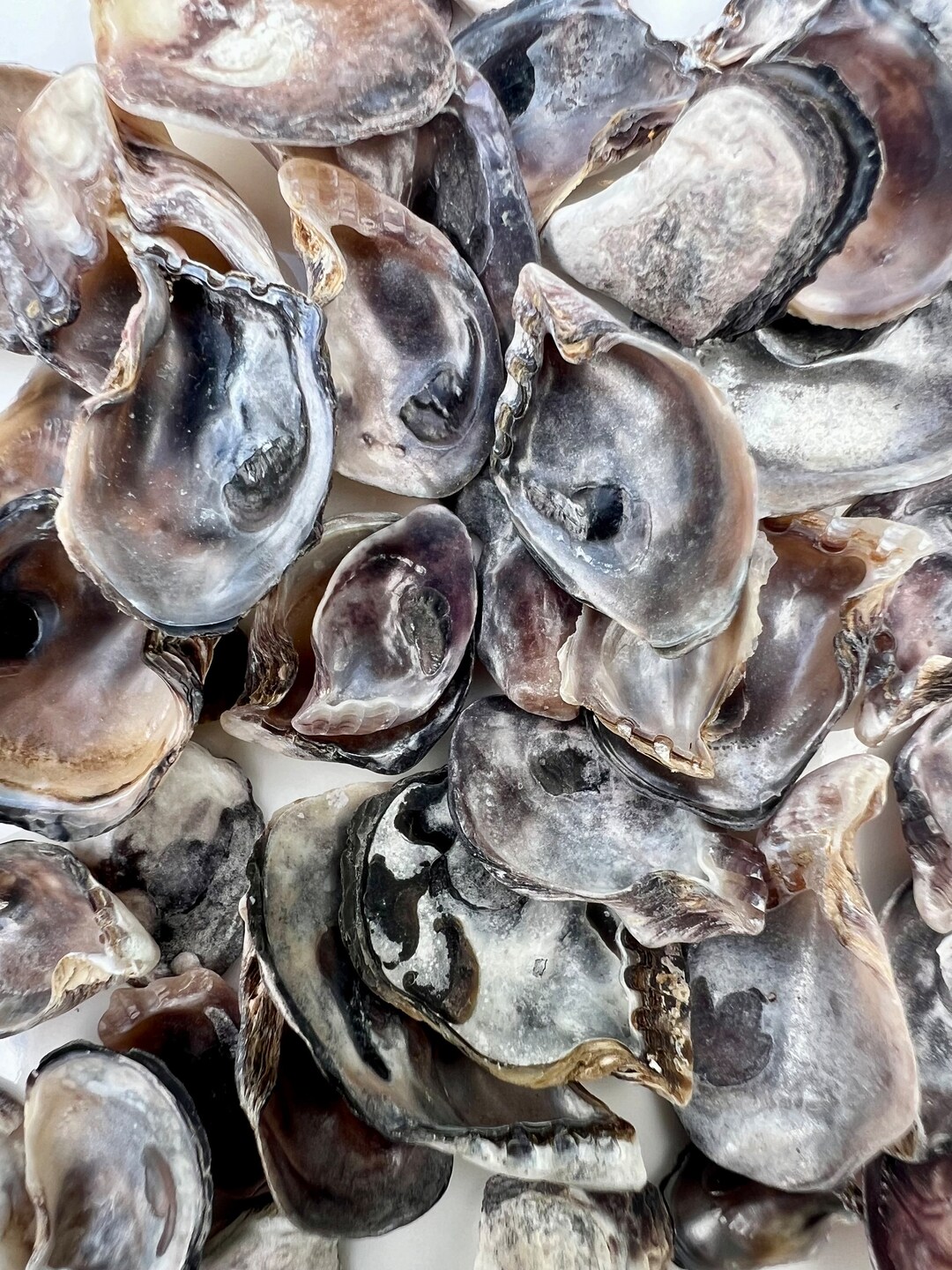 Bulk Mini Muscle Shells for Crafting, Mosaics, Jewelry Making, Beach ...