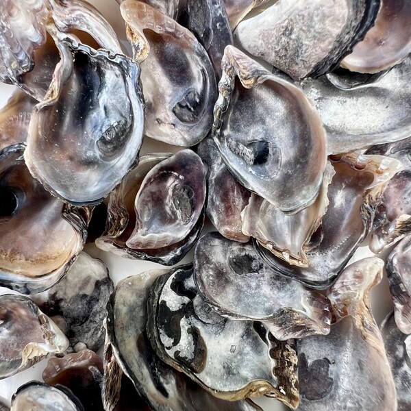 Mussel Shells - Etsy