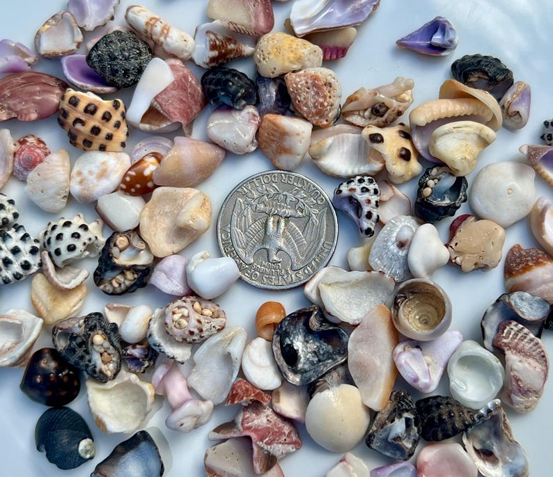 100 Small Sea Shell Pieces and Parts // Hand Picked in Hawaii // Unique ...