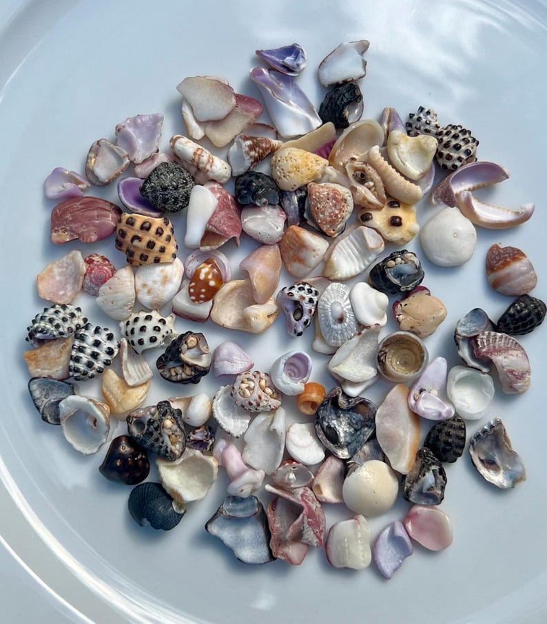 100 Small Sea Shell Pieces and Parts // Hand Picked in Hawaii // Unique ...