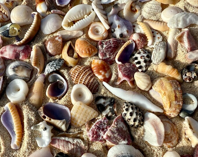 100 Small Sea Shell Pieces and Parts // Hand Picked in Hawaii // Unique ...