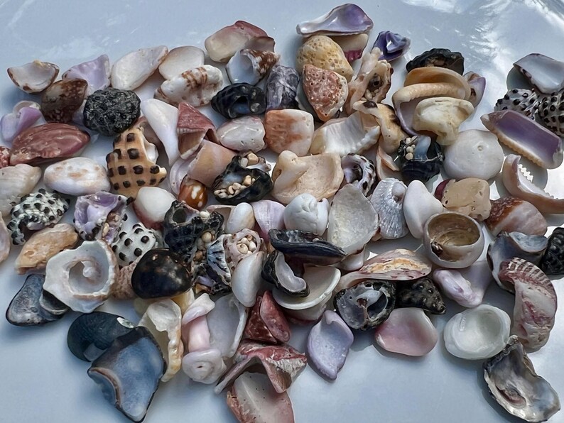 100 Small Sea Shell Pieces and Parts // Hand Picked in Hawaii // Unique ...