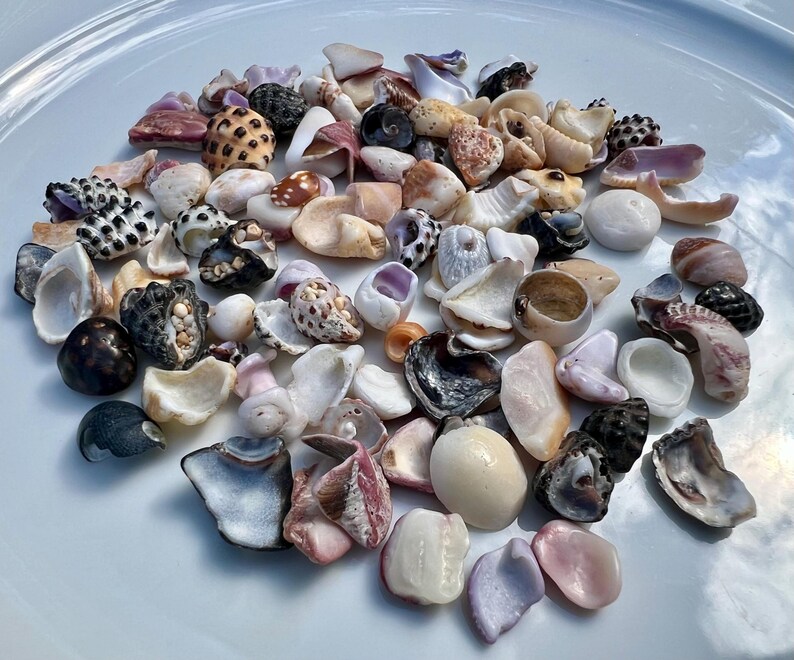 100 Small Sea Shell Pieces and Parts // Hand Picked in Hawaii // Unique ...