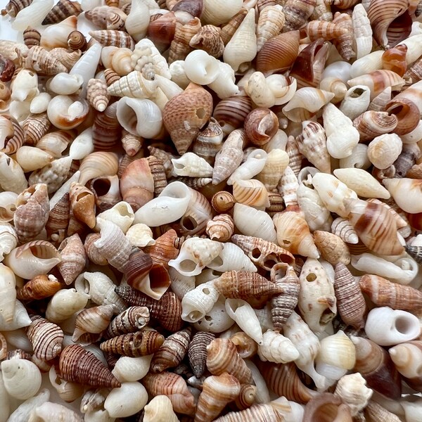 Tiny Seashells - Etsy