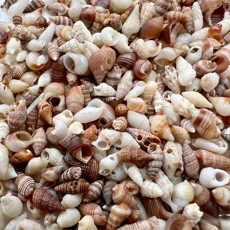 Tiny Seashells - Etsy