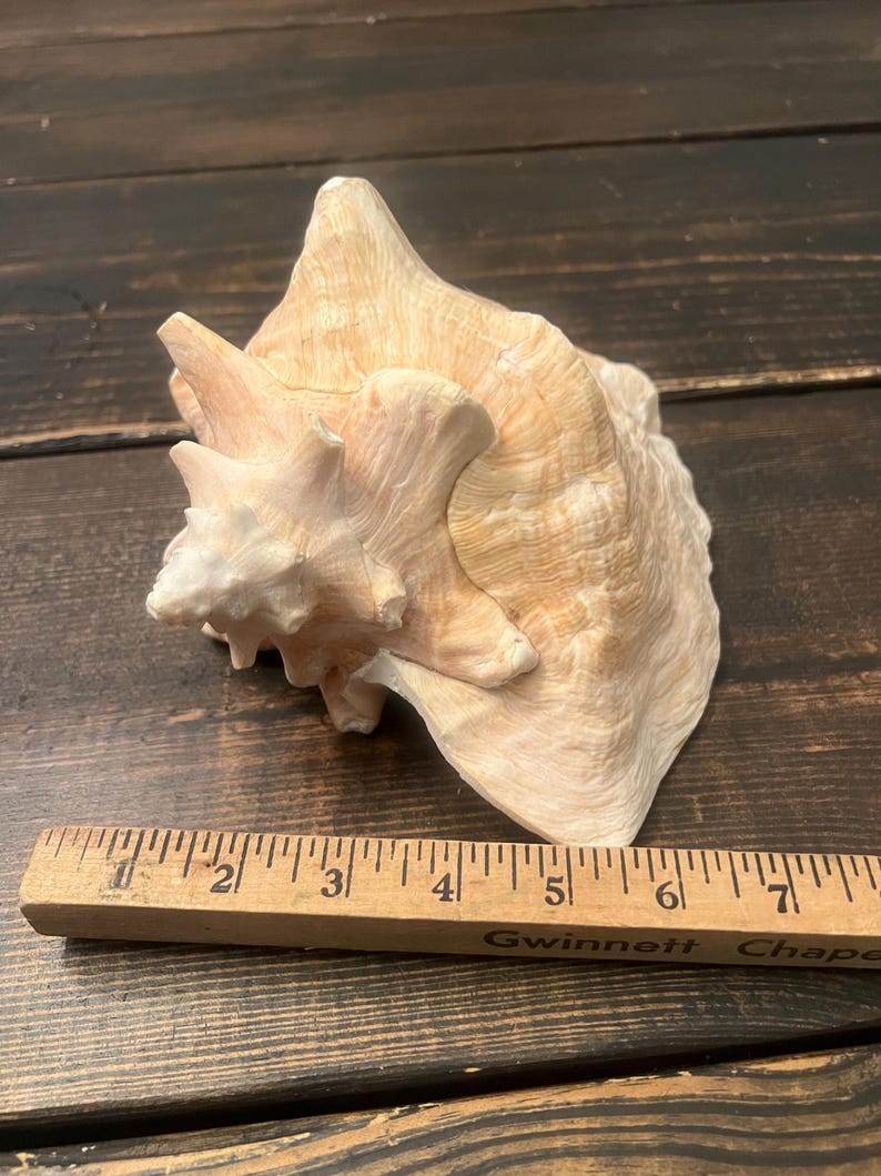 Large Conch Shell Pink Queen Conch Spiral Star Giant Seashell - Etsy
