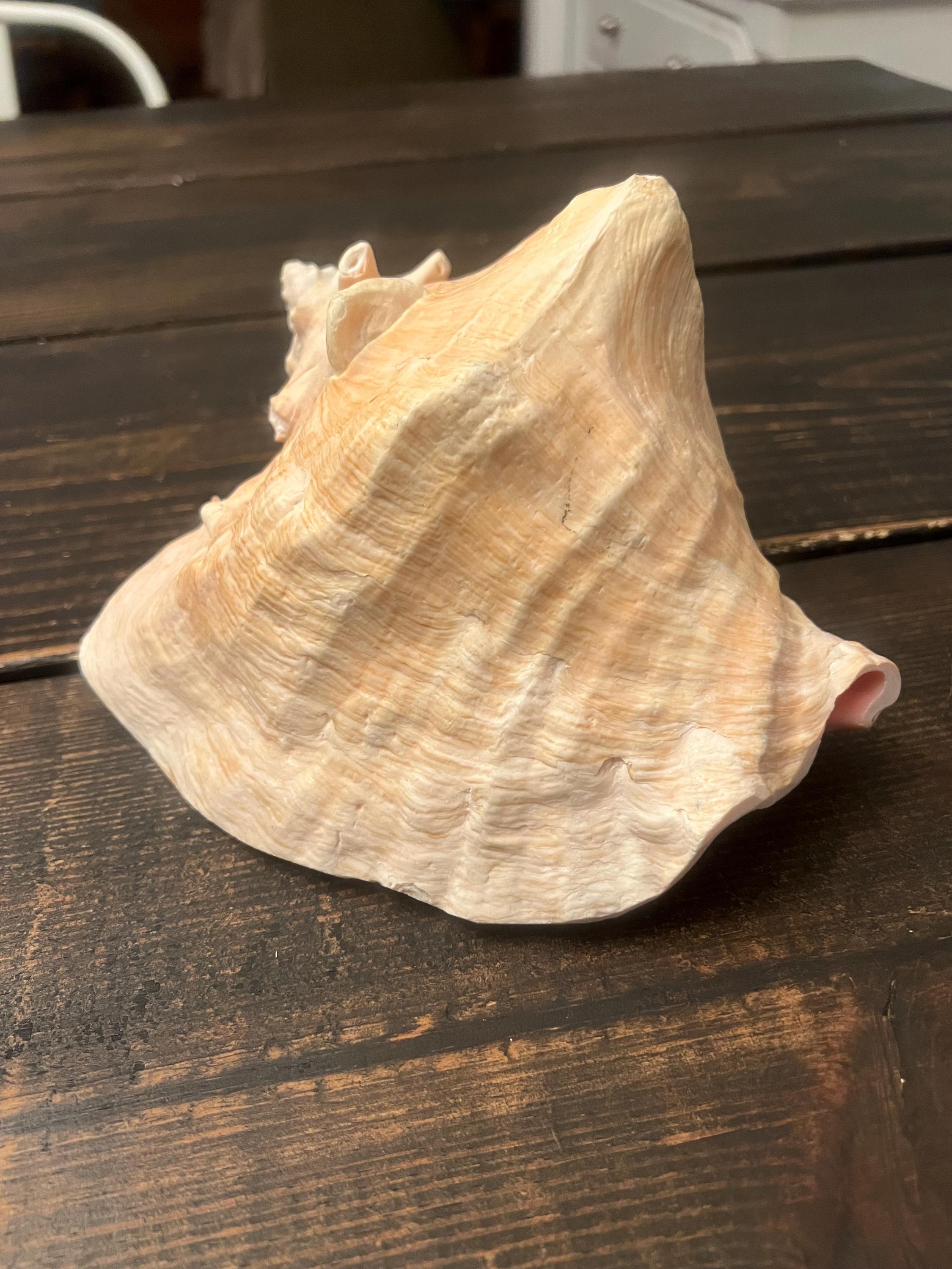 Large Conch Shell Pink Queen Conch Spiral Star Giant Seashell - Etsy