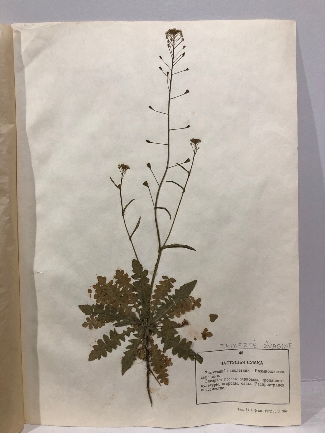 Vintage Original Soviet Collectable Herbarium Paper Sheet 70s 80s ...