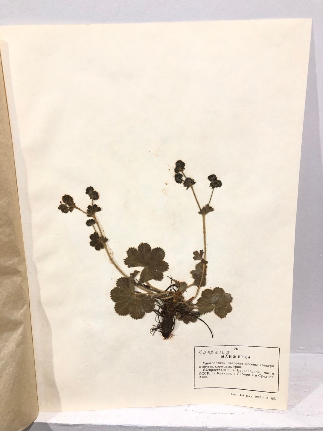 Vintage Original Soviet for Education Herbarium Paper Sheet 70s 80s ...