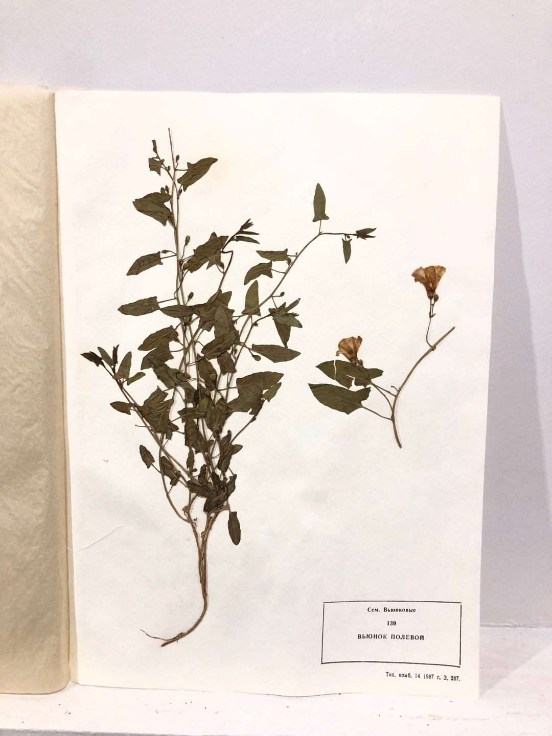 Vintage Original Soviet School Herbarium Paper Sheet 70s 80s Vintage ...