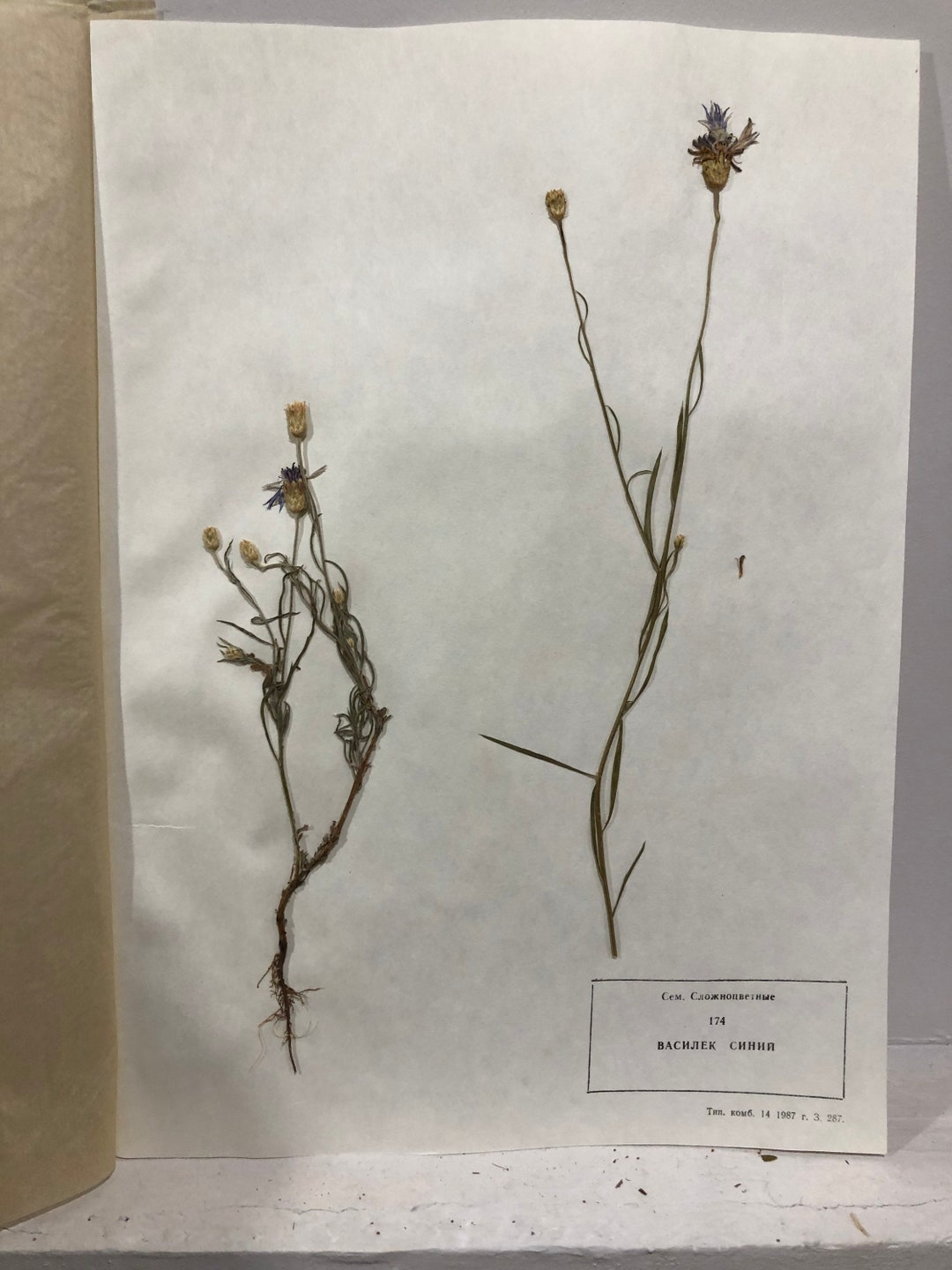 Vintage Original Soviet School Botanical Education for Children ...