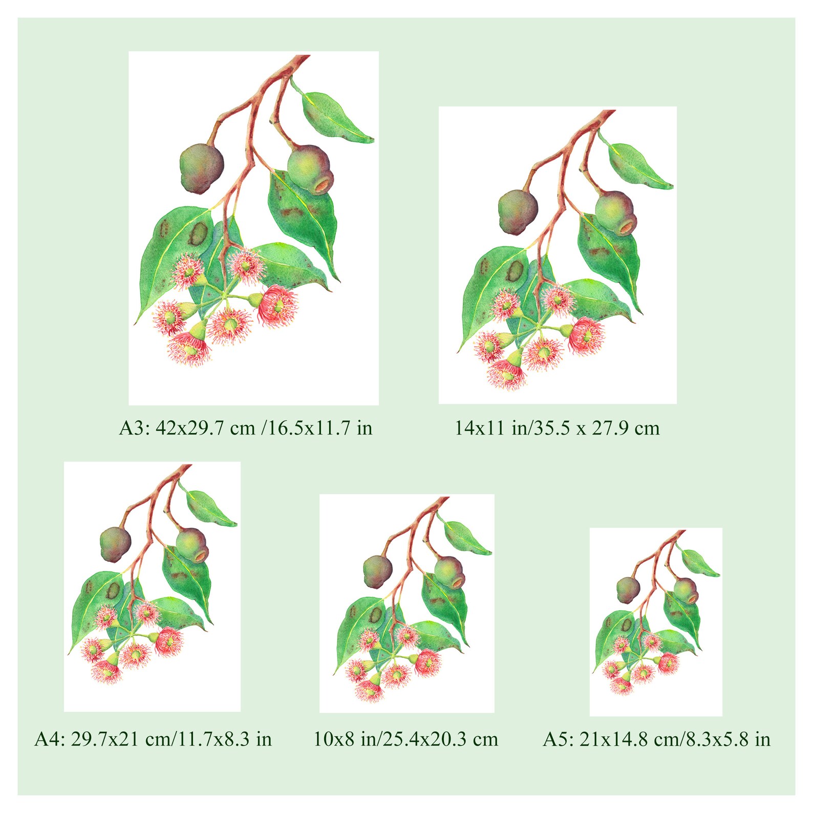 Red Flowering Gum Wall Art Print A5 10x8 A4 14x11 A3 - Etsy Australia