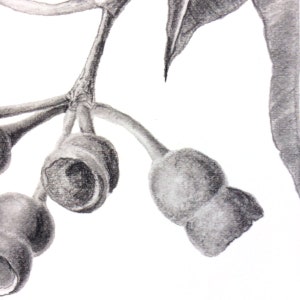 Gum Tree Branch Botanical Art Print A5, 10x8, A4 Australian Native ...