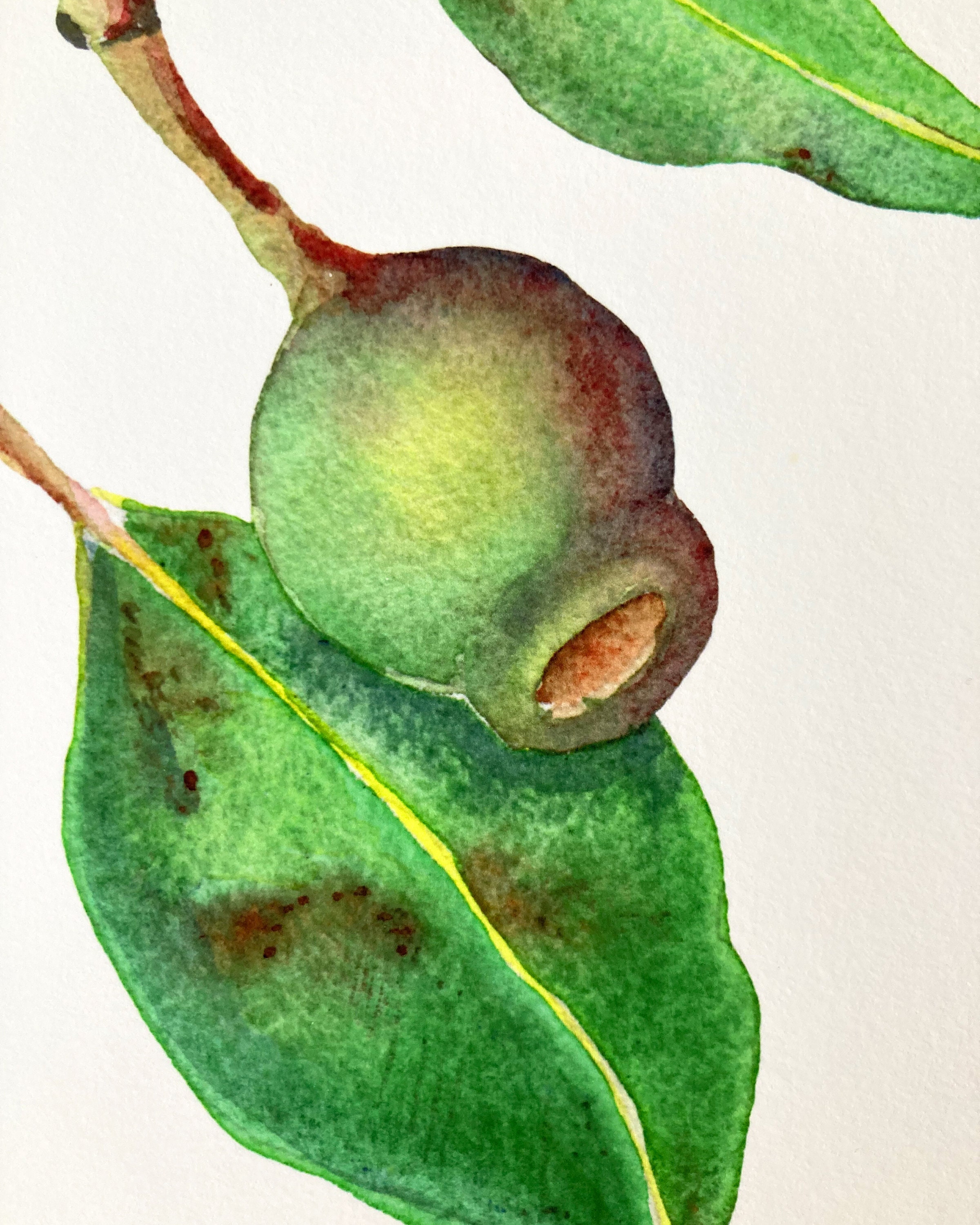 Red Flowering Gum Wall Art Print A5 10x8 A4 14x11 A3 - Etsy Australia