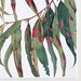 Gum Tree Print A5, 10x8, A4, 14x11, A3 Botanical Watercolour Wall Art ...