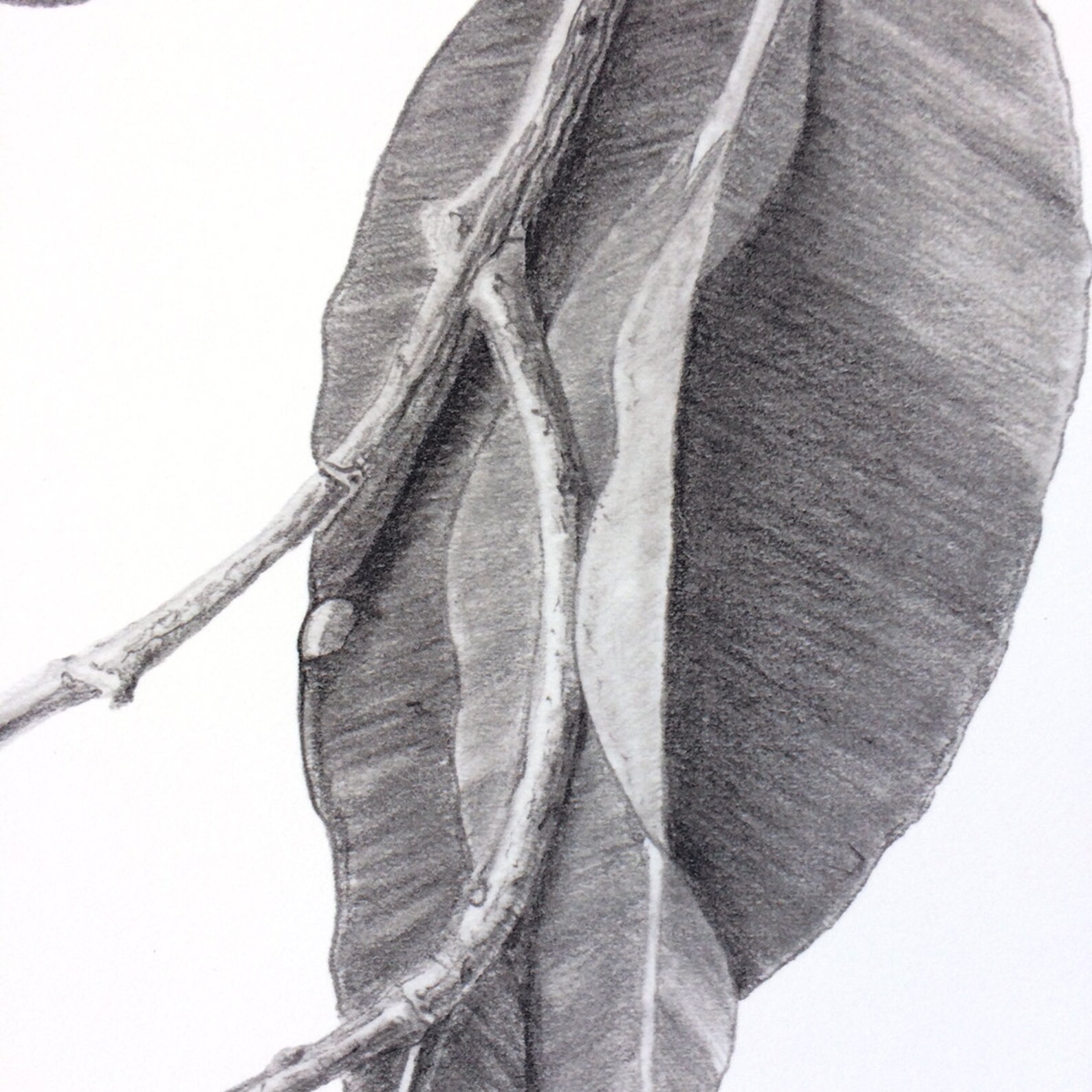 Gum Tree Branch Botanical Art Print A5, 10x8, A4 Australian Native ...