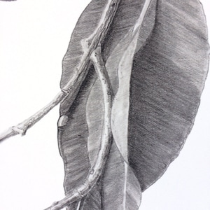 Gum Tree Branch Botanical Art Print A5, 10x8, A4 Australian Native ...