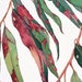 Gum Tree Print A5, 10x8, A4, 14x11, A3 Botanical Watercolour Wall Art ...