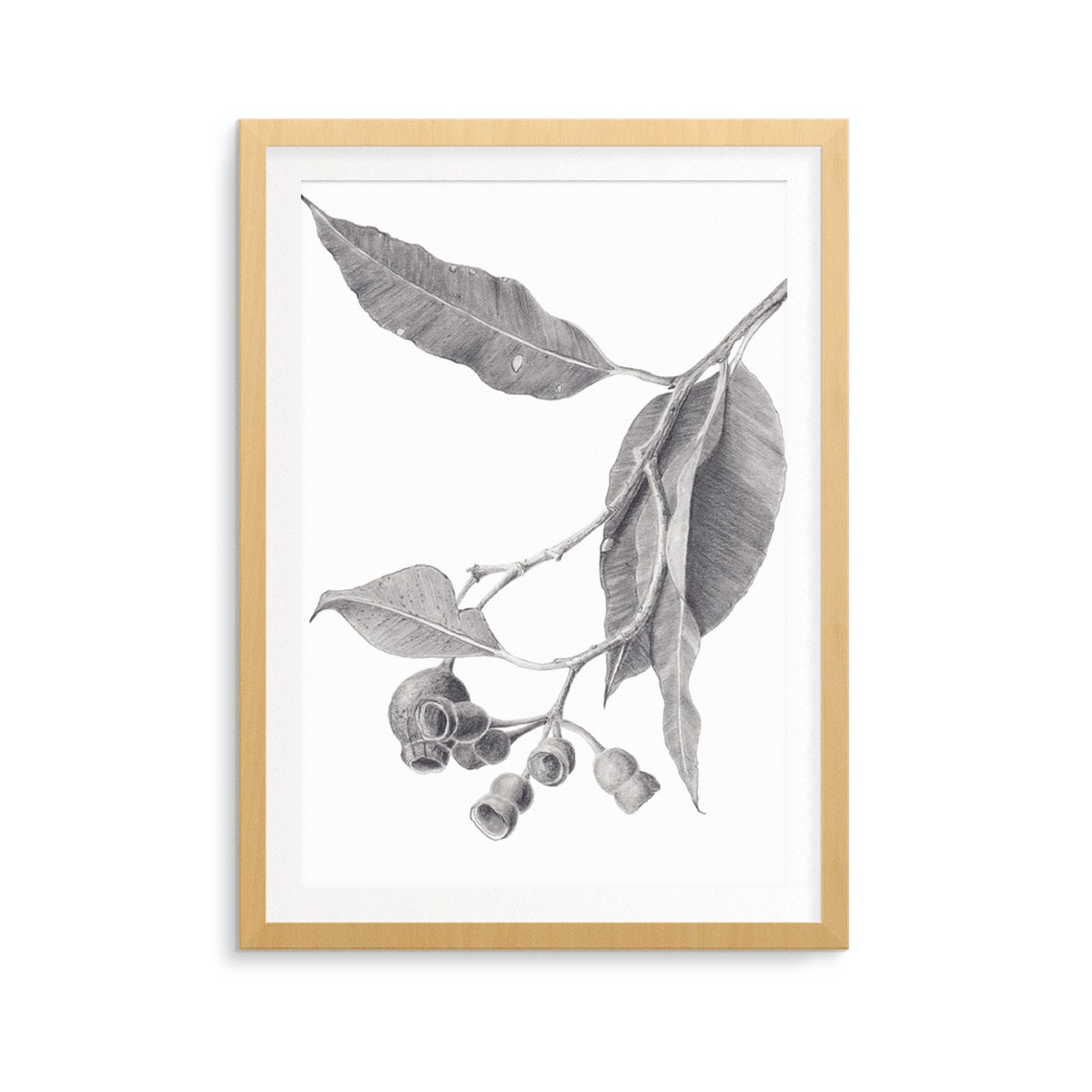 Gum Tree Branch Botanical Art Print A5 10x8 A4 Australian - Etsy Australia
