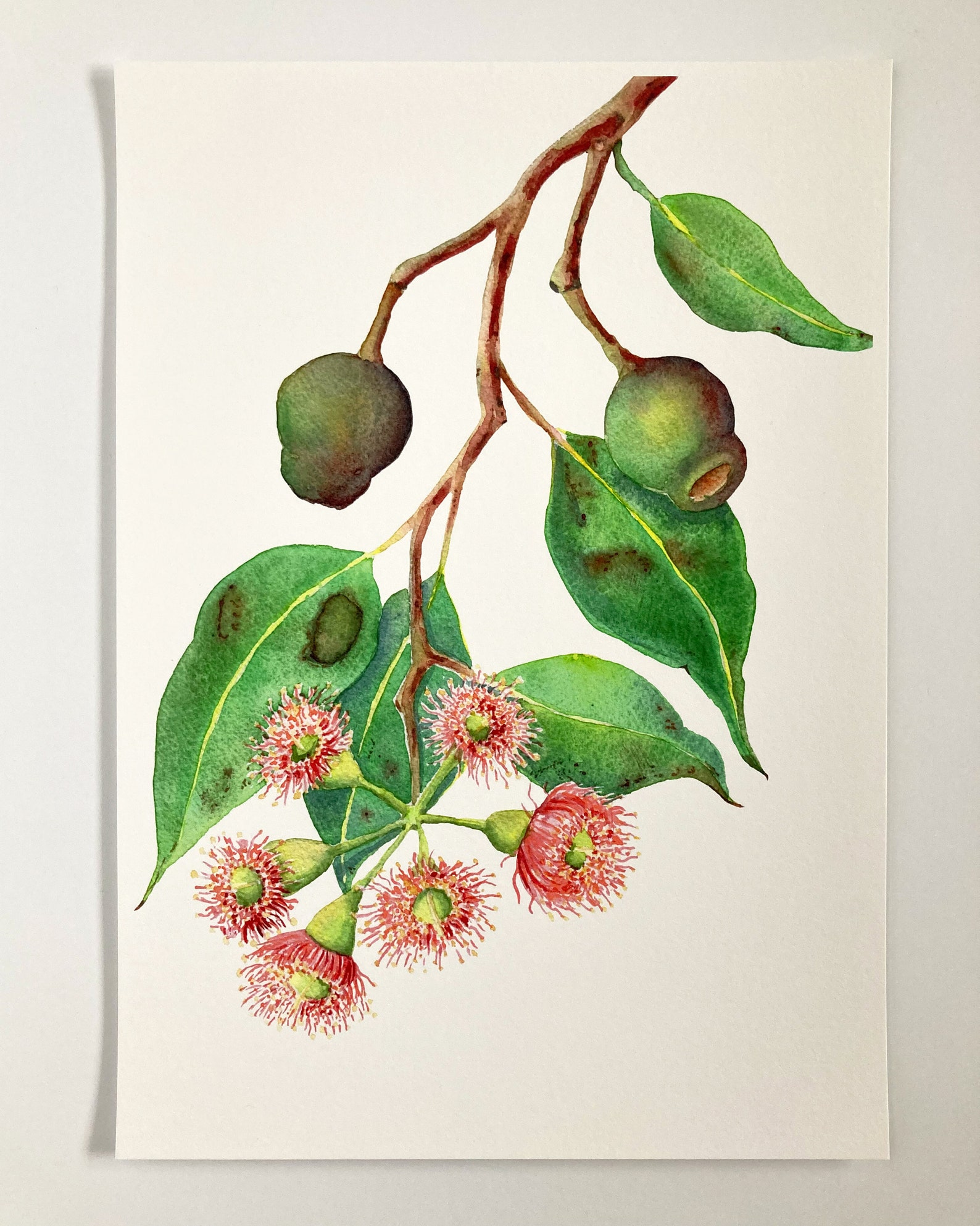 Red Flowering Gum Wall Art Print A5 10x8 A4 14x11 A3 - Etsy Australia