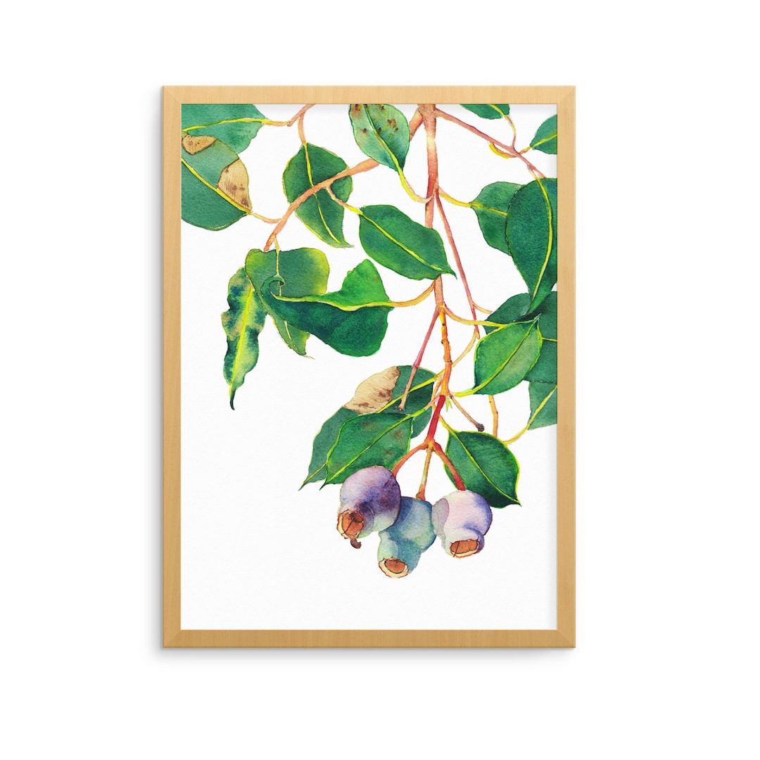 Gumnuts Botanical Print A5, 10x8, A4, 14x11, A3 Australian Native Flora ...