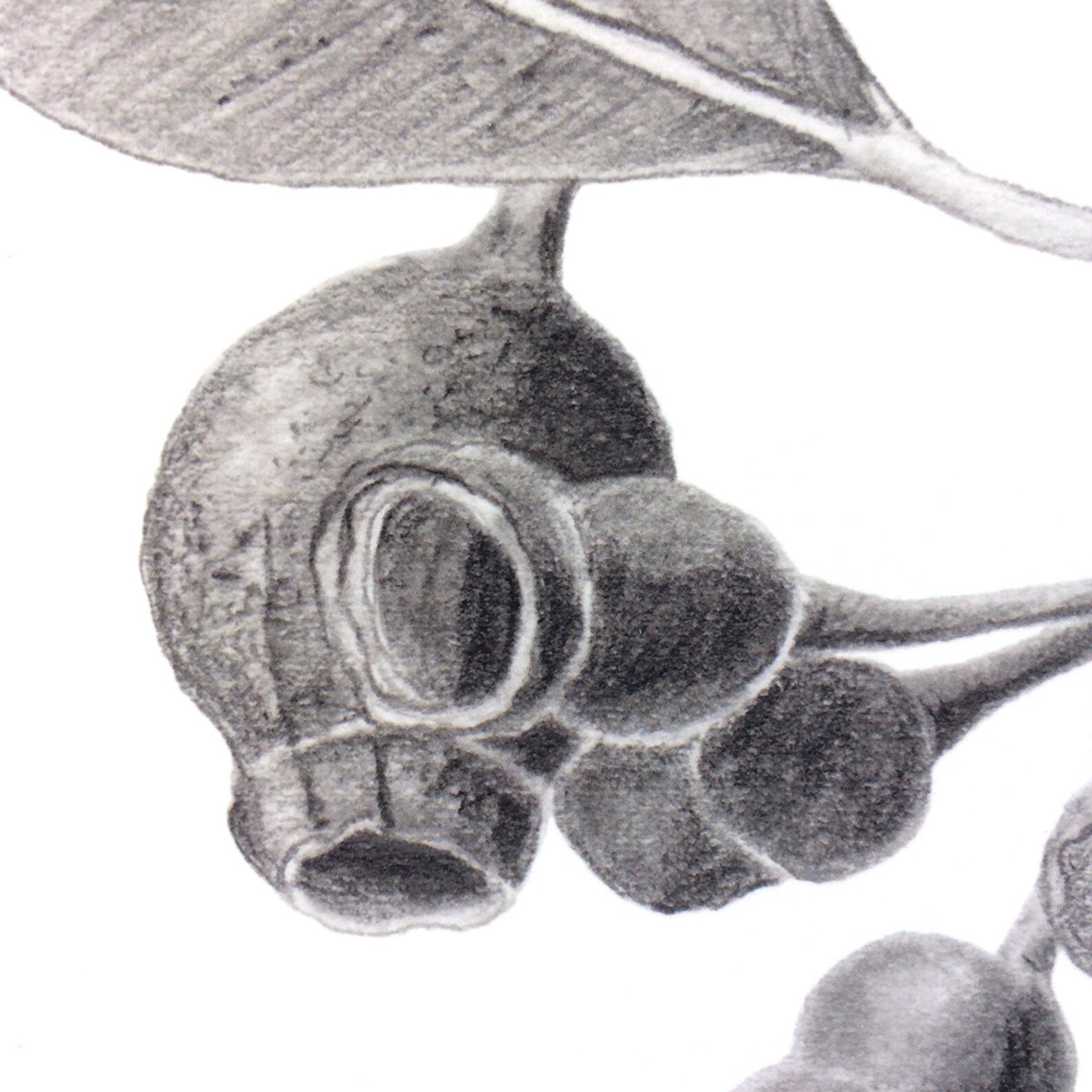 Gum Tree Branch Botanical Art Print A5, 10x8, A4 Australian Native ...