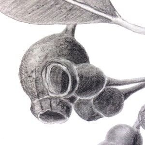 Gum Tree Branch Botanical Art Print A5, 10x8, A4 Australian Native ...