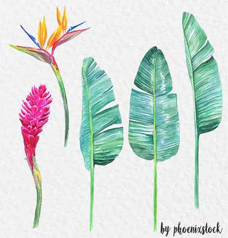 Watercolor Clip Art Jungle Watercolor Tiger Clipart Tropical Flowers ...
