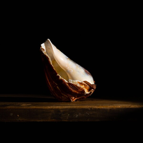 Seashell Still Life - Etsy