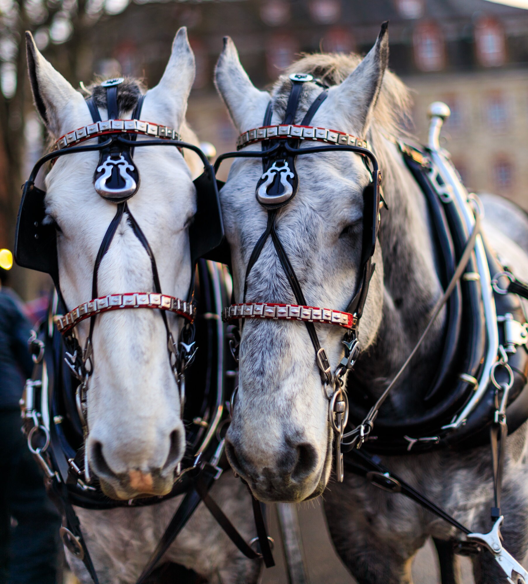 Two Horses Nuzzling