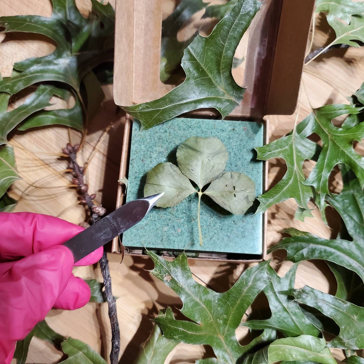 Celtic Forest Nettle and Clover Soap.Handmade Herbal Soap. Exfoliating ...