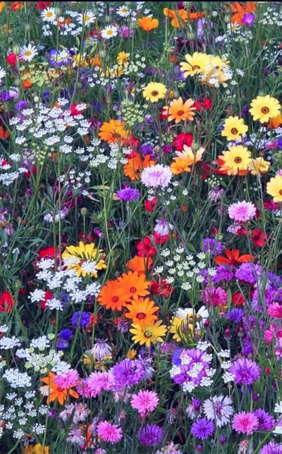 Beautiful Wildflowers Digital Print - Etsy