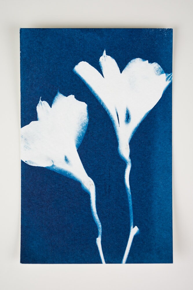 Lilies Original Cyanotype Postcards - Etsy