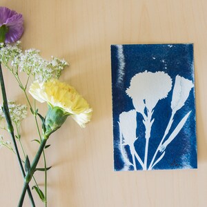 Carnations - Original Cyanotype Art/postcards - Etsy
