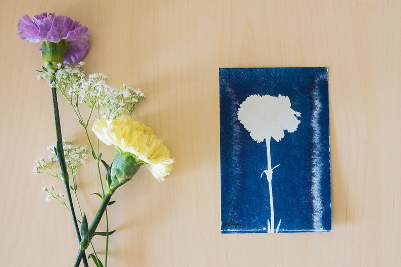 Carnations - Original Cyanotype Art/postcards - Etsy