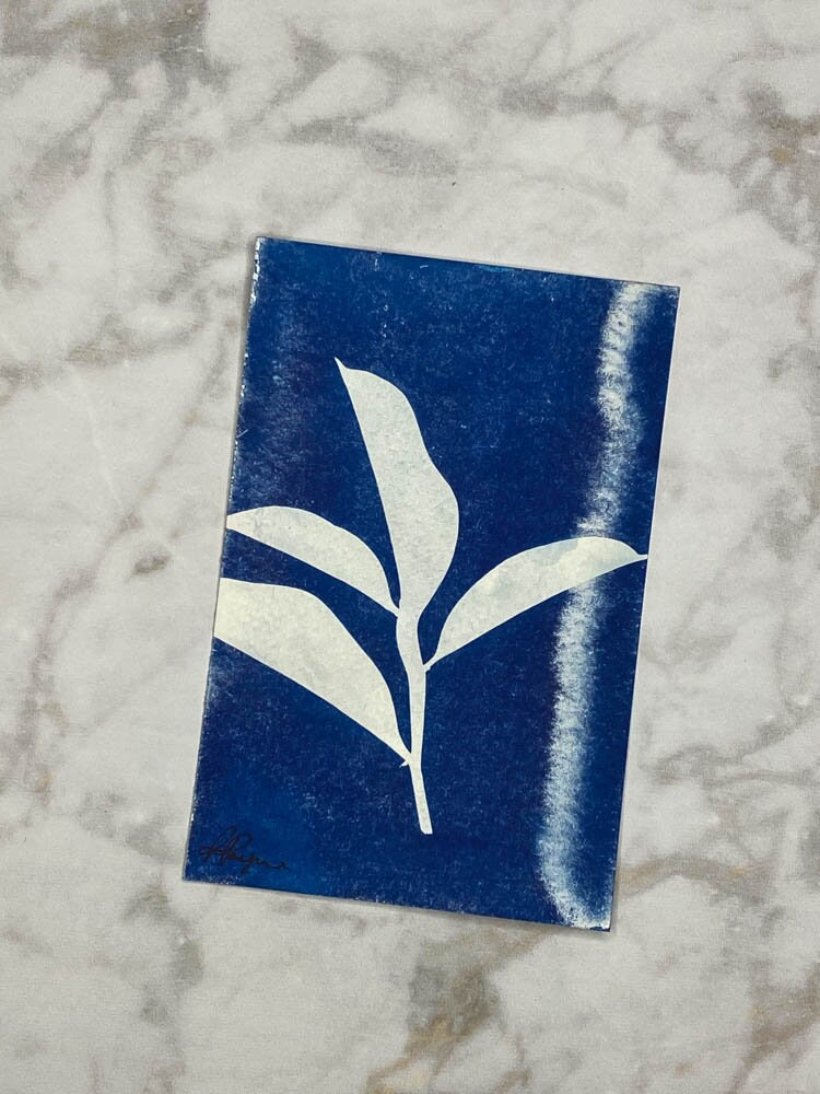 Botanical Mix Original Cyanotypes on Postcards - Etsy