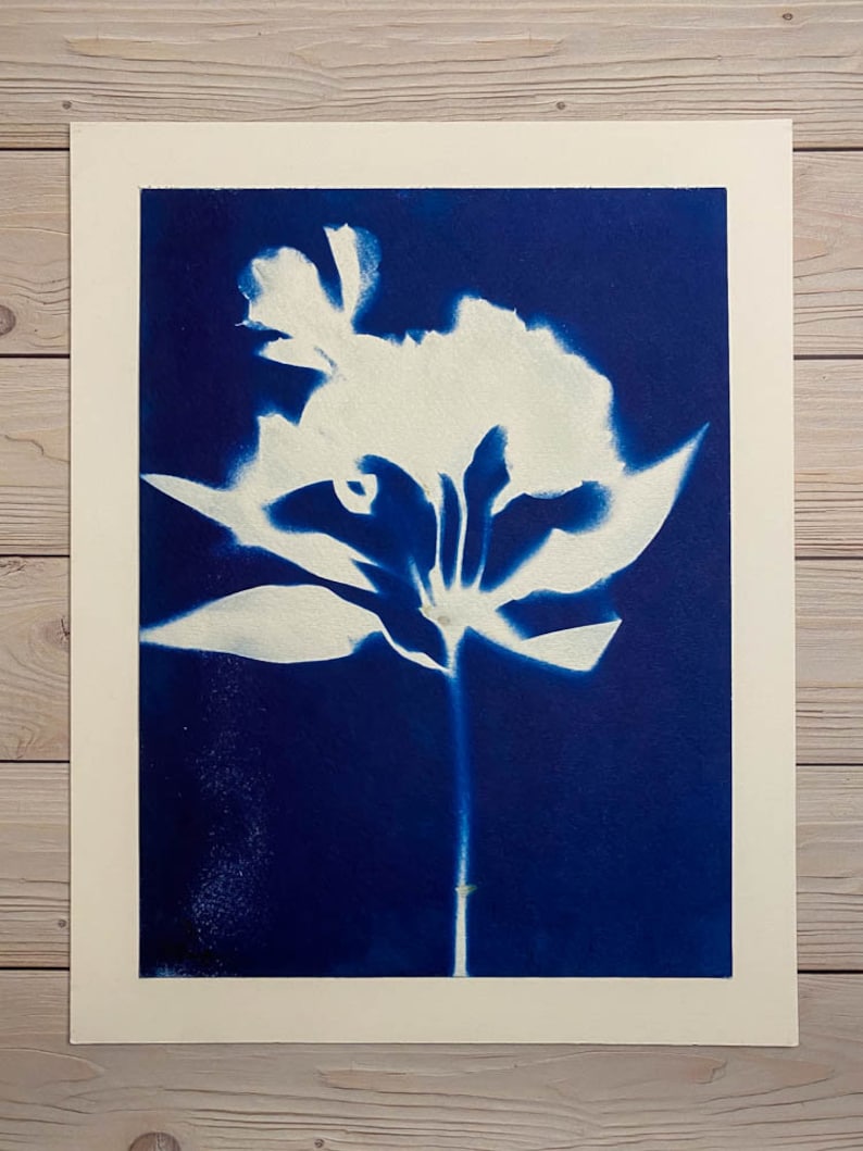 Lily II - Original Cyanotype on Watercolor Paper - Etsy