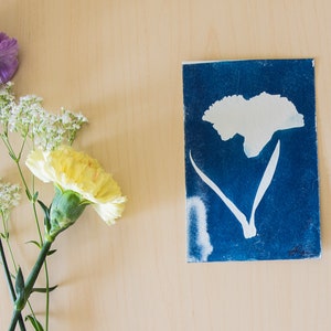 Carnations - Original Cyanotype Art/postcards - Etsy