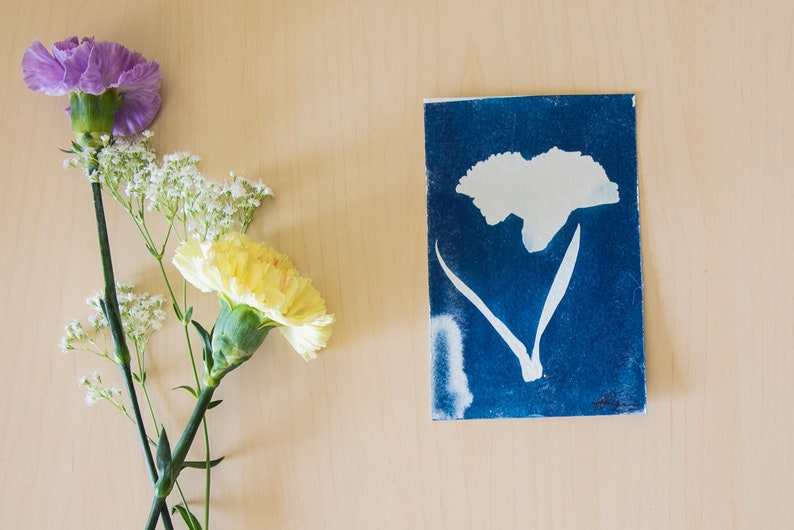 Carnations Original Cyanotype Art/postcards - Etsy