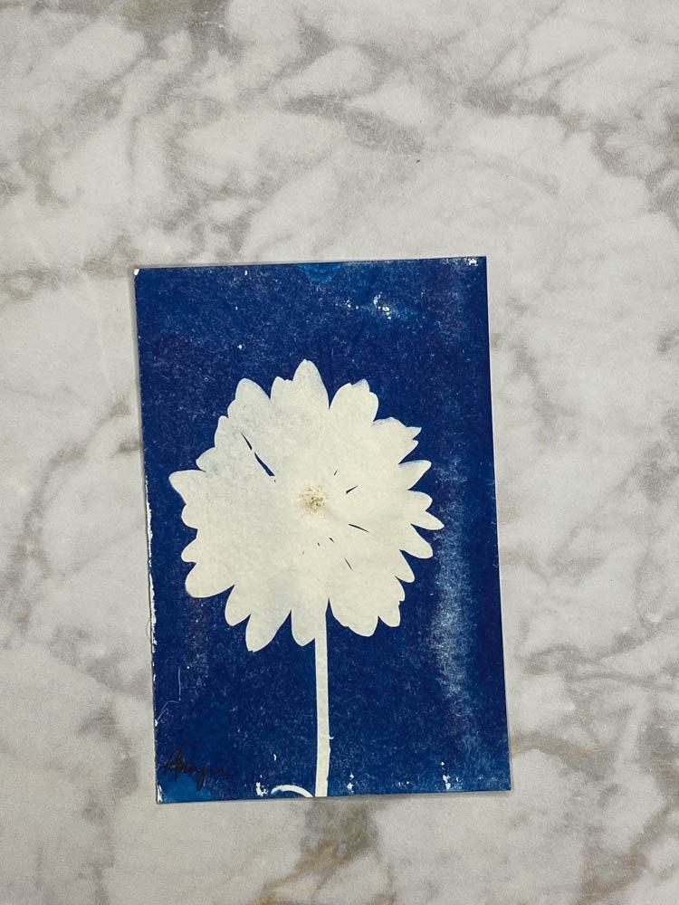 Botanical Mix Original Cyanotypes on Postcards - Etsy