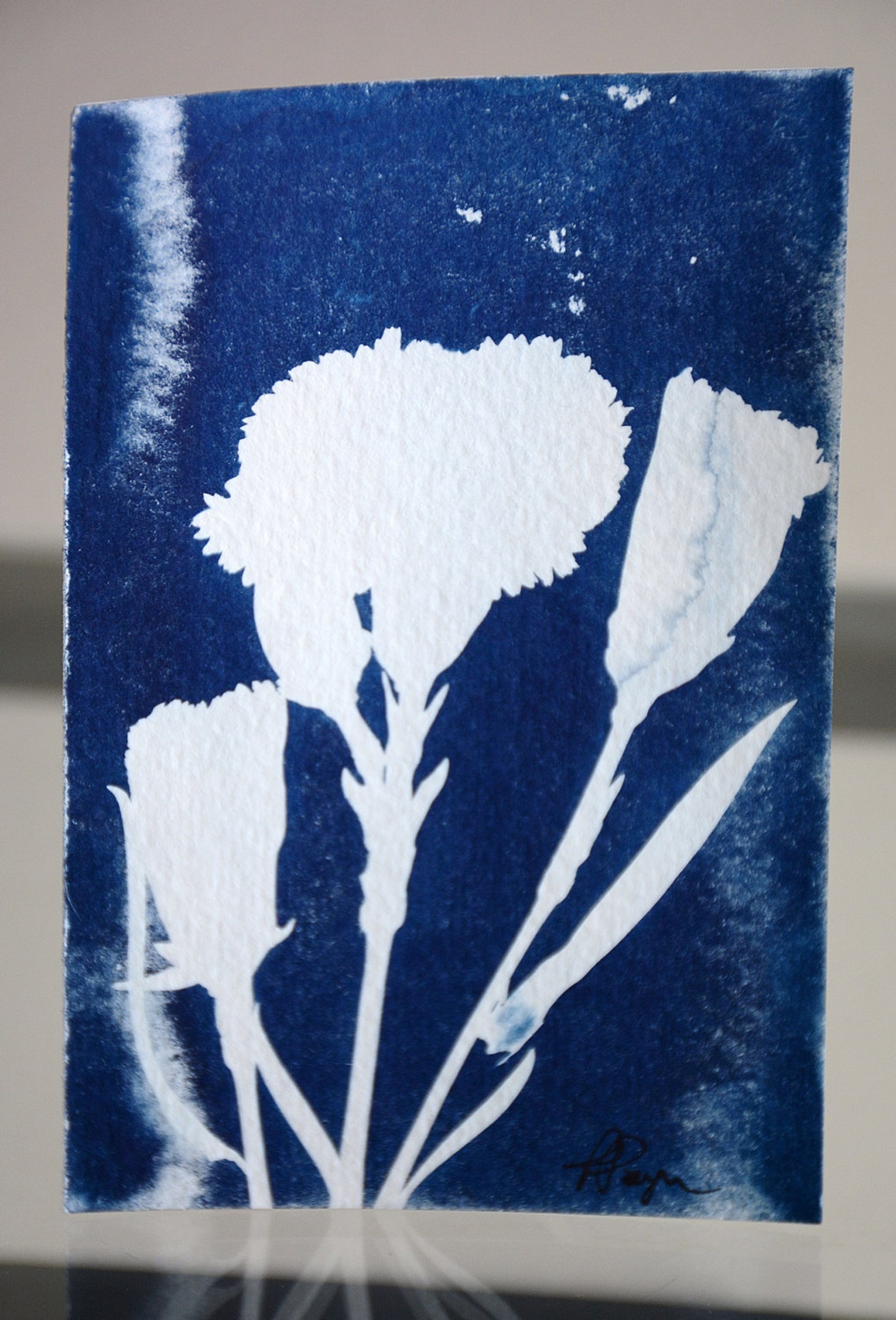 Carnations Original Cyanotype Art/postcards - Etsy