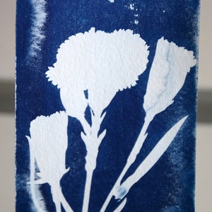 Carnations - Original Cyanotype Art/postcards - Etsy
