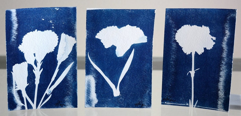 Carnations Original Cyanotype Art/postcards - Etsy