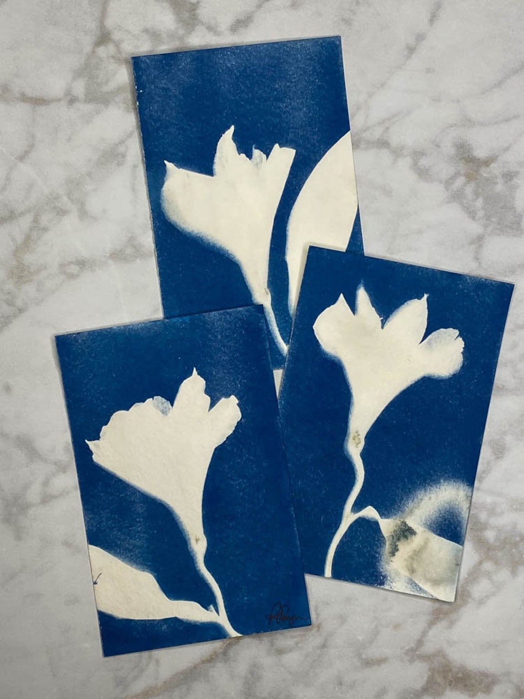 Lily Blooms - Original Cyanotype Postcards With Lily Botanicals - Etsy