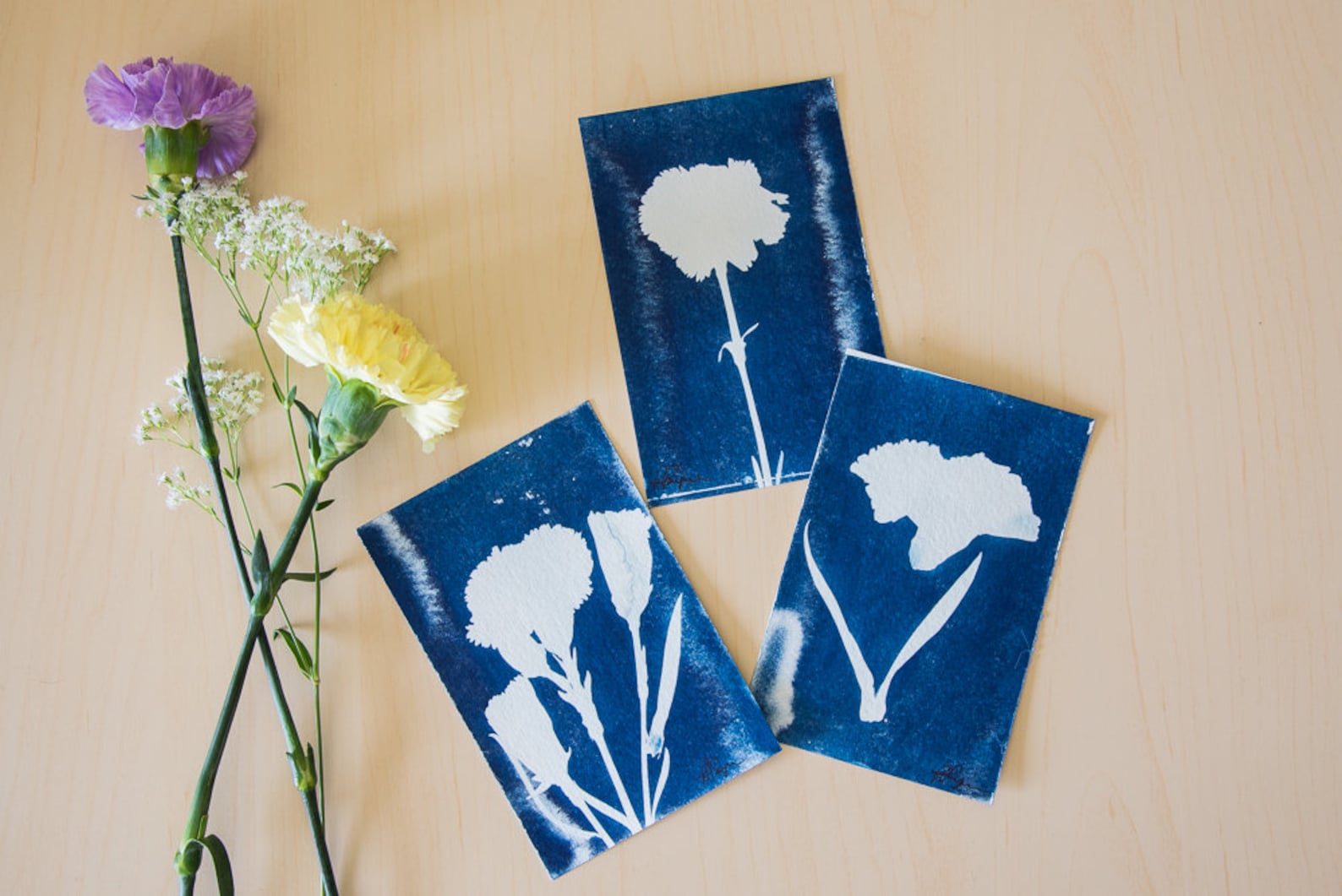 Carnations - Original Cyanotype Art/postcards - Etsy